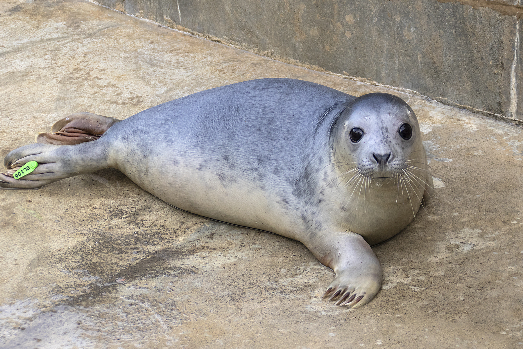 Cornish Seal Sanctuary | Official Website | Where every visit makes a ...