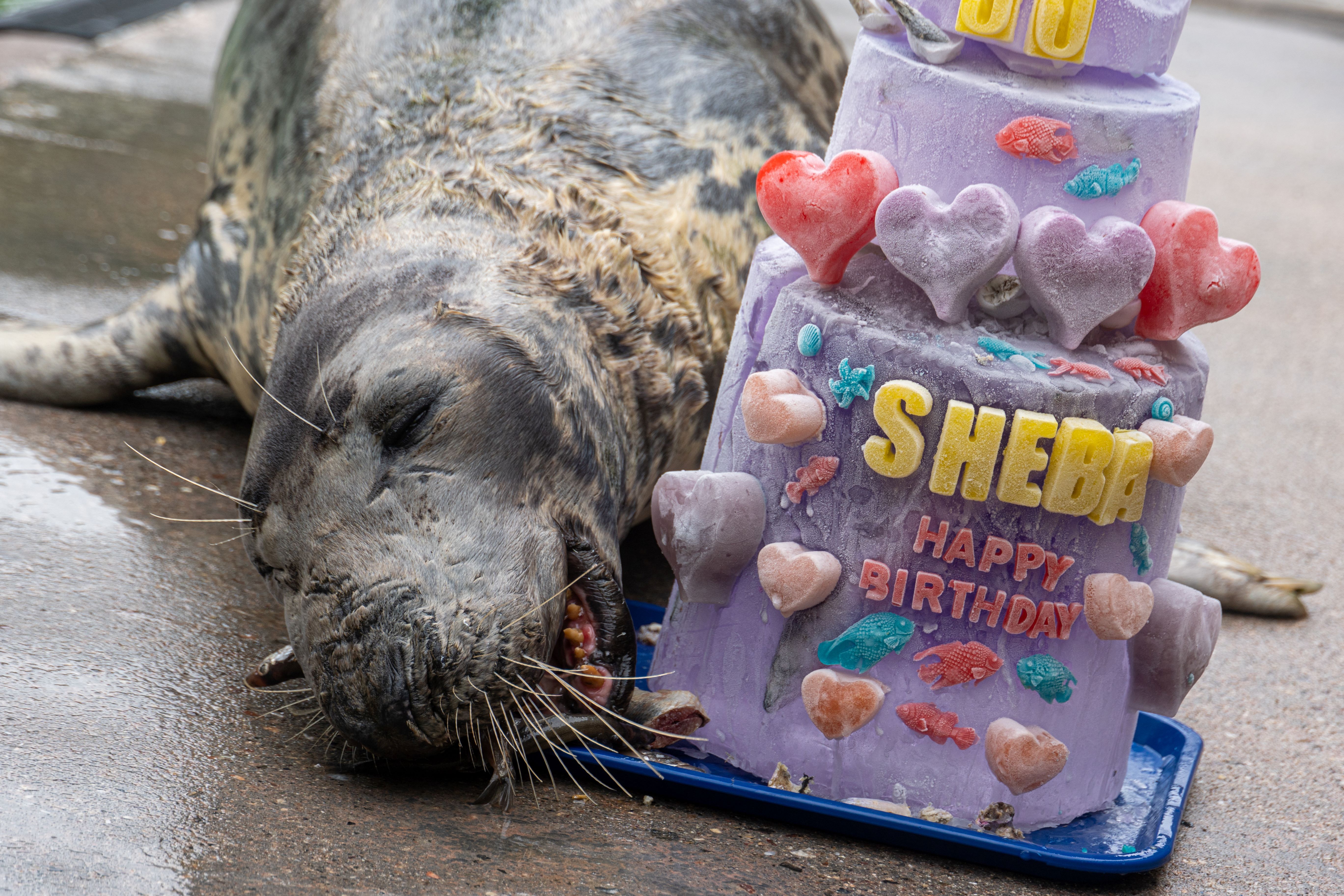 Oldest seal in captivity turns 50